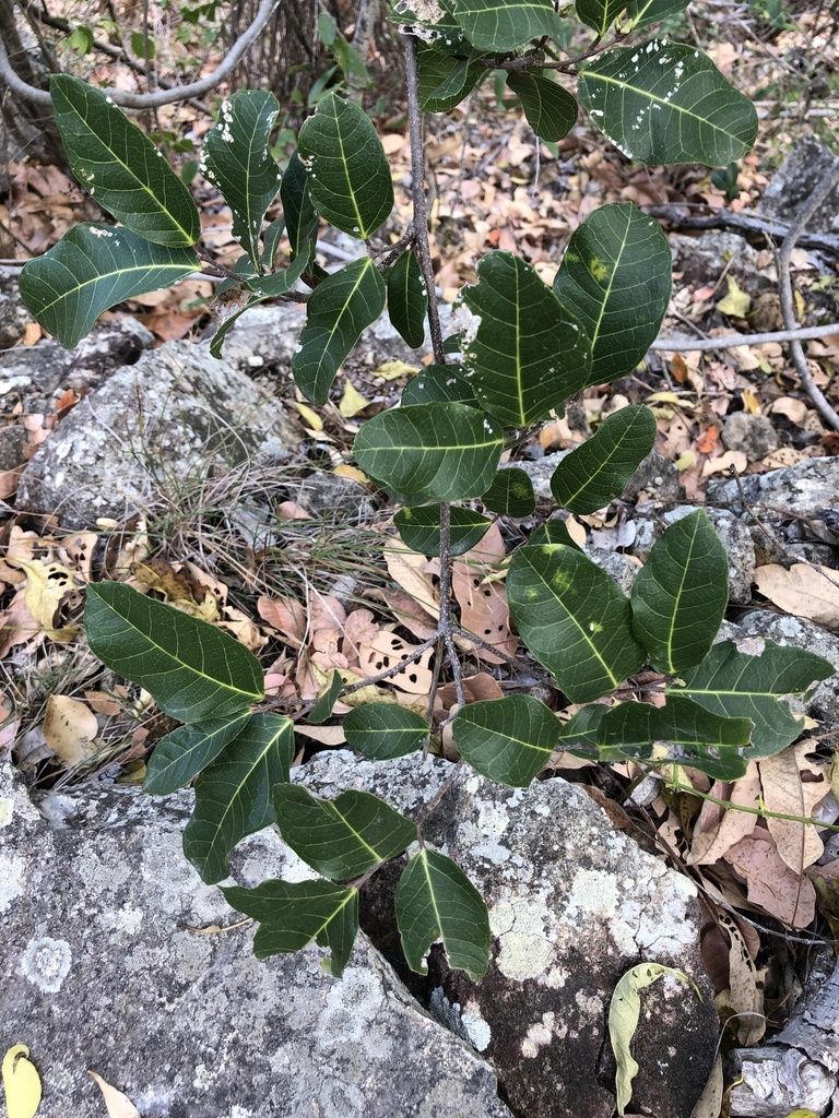 Burnie Vine from Townsville Town Common Conservation Park, Town Common ...
