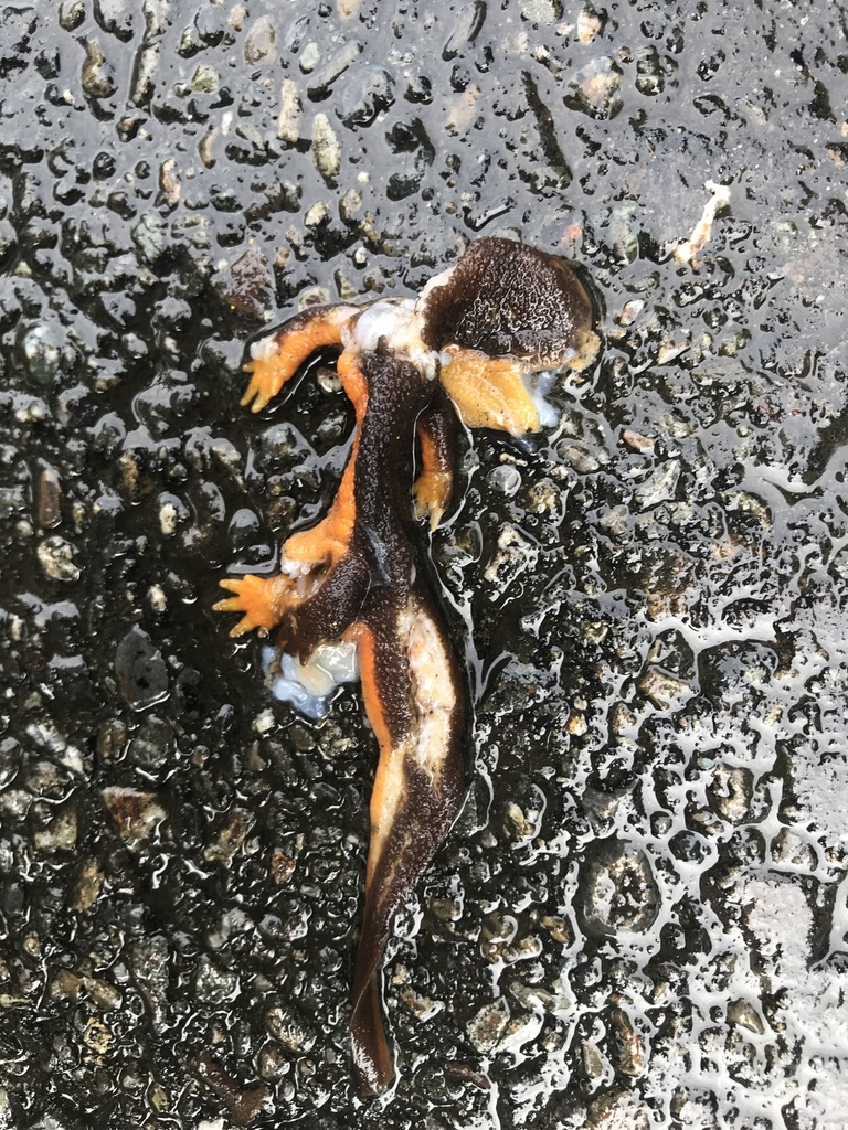 Rough-skinned Newt from Vashon Island, Vashon, WA, US on September 25 ...