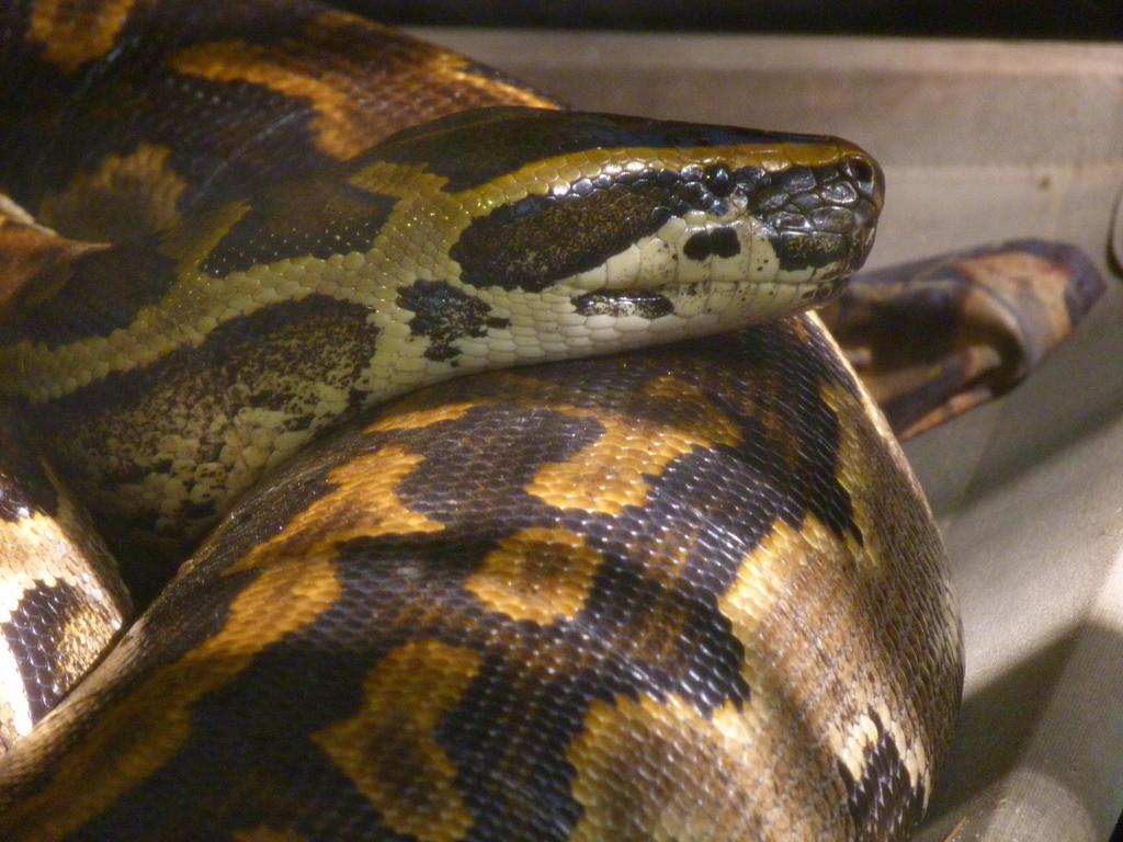 African Rock Python (CONGO Gorilla Forest) · iNaturalist
