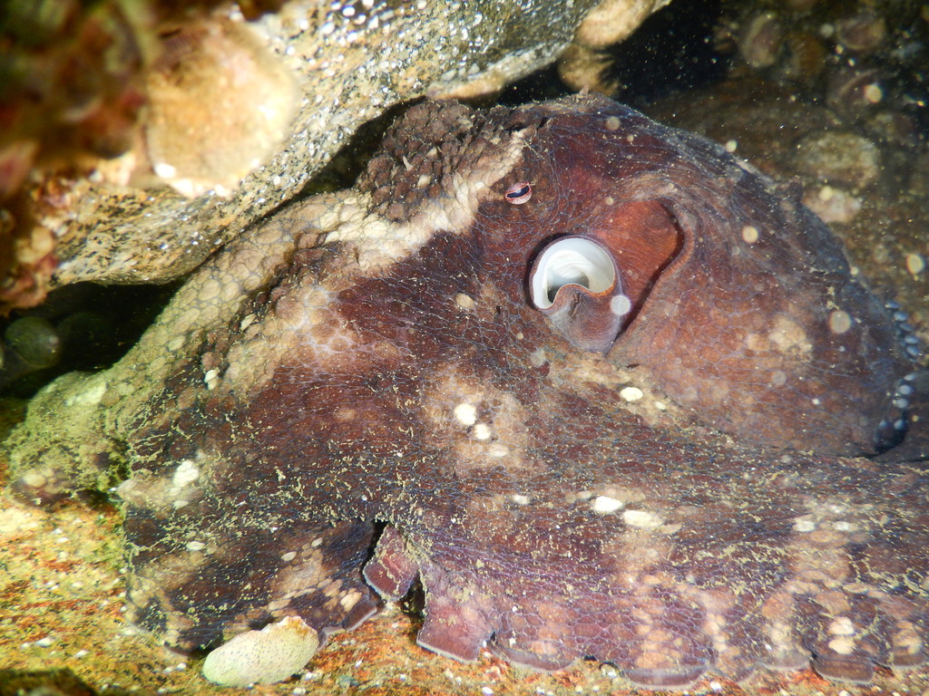 Pulpo de los Changos (Creatures of Culebra Reef Gardens) · iNaturalist