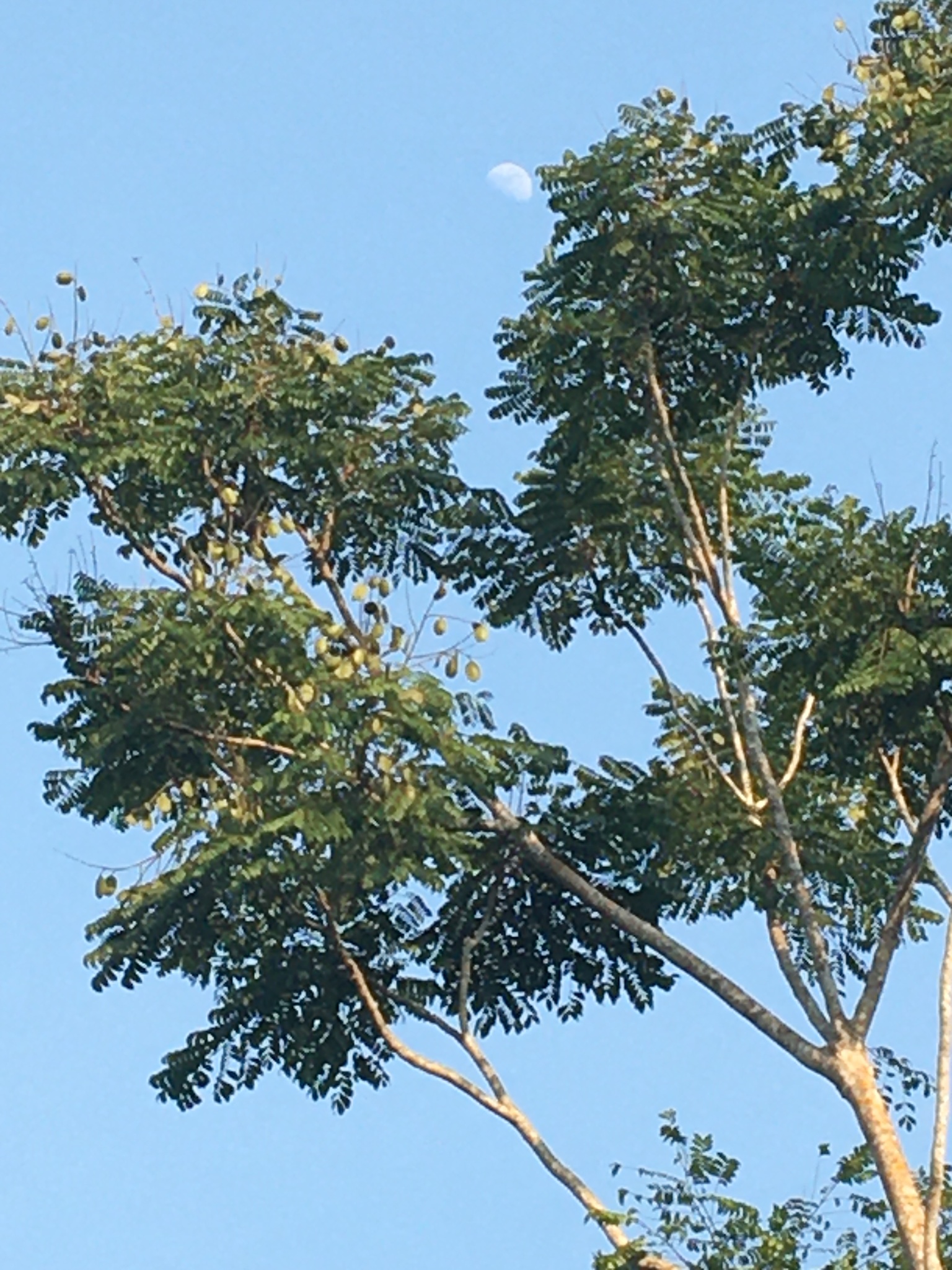 Jacaranda copaia (Aubl.) D.Don