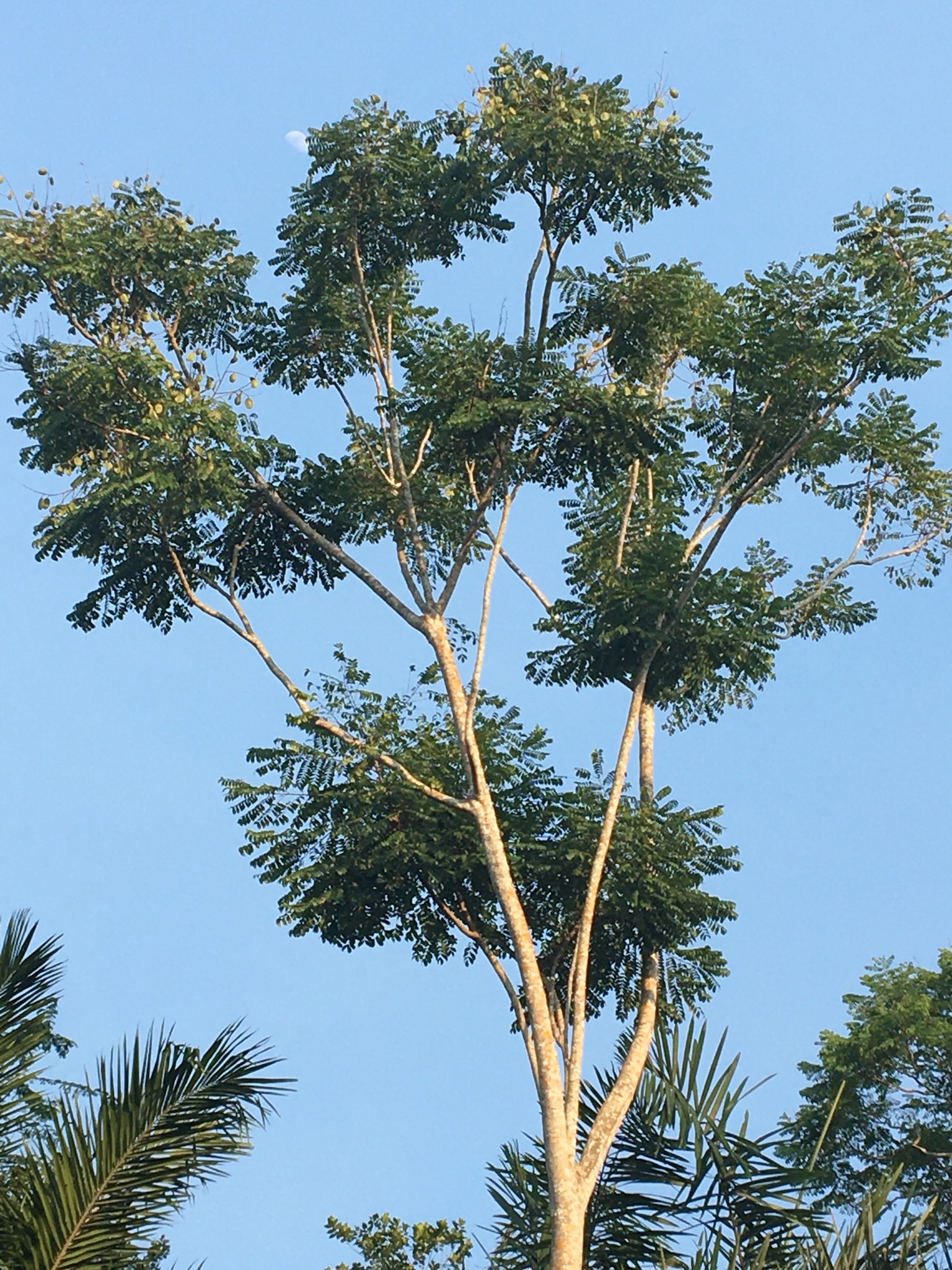 Jacaranda copaia (Aubl.) D.Don