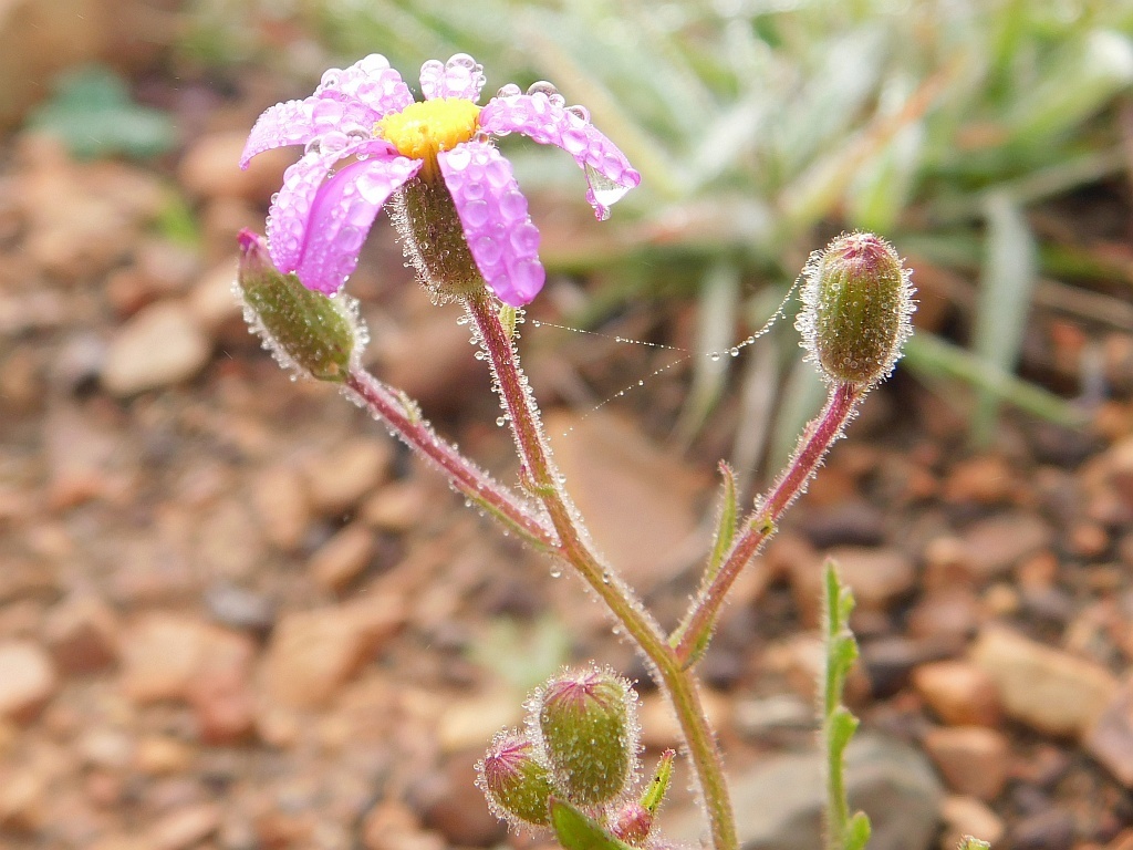Sandveld Ragwort from Greyton, 7233, South Africa on September 24, 2020 ...
