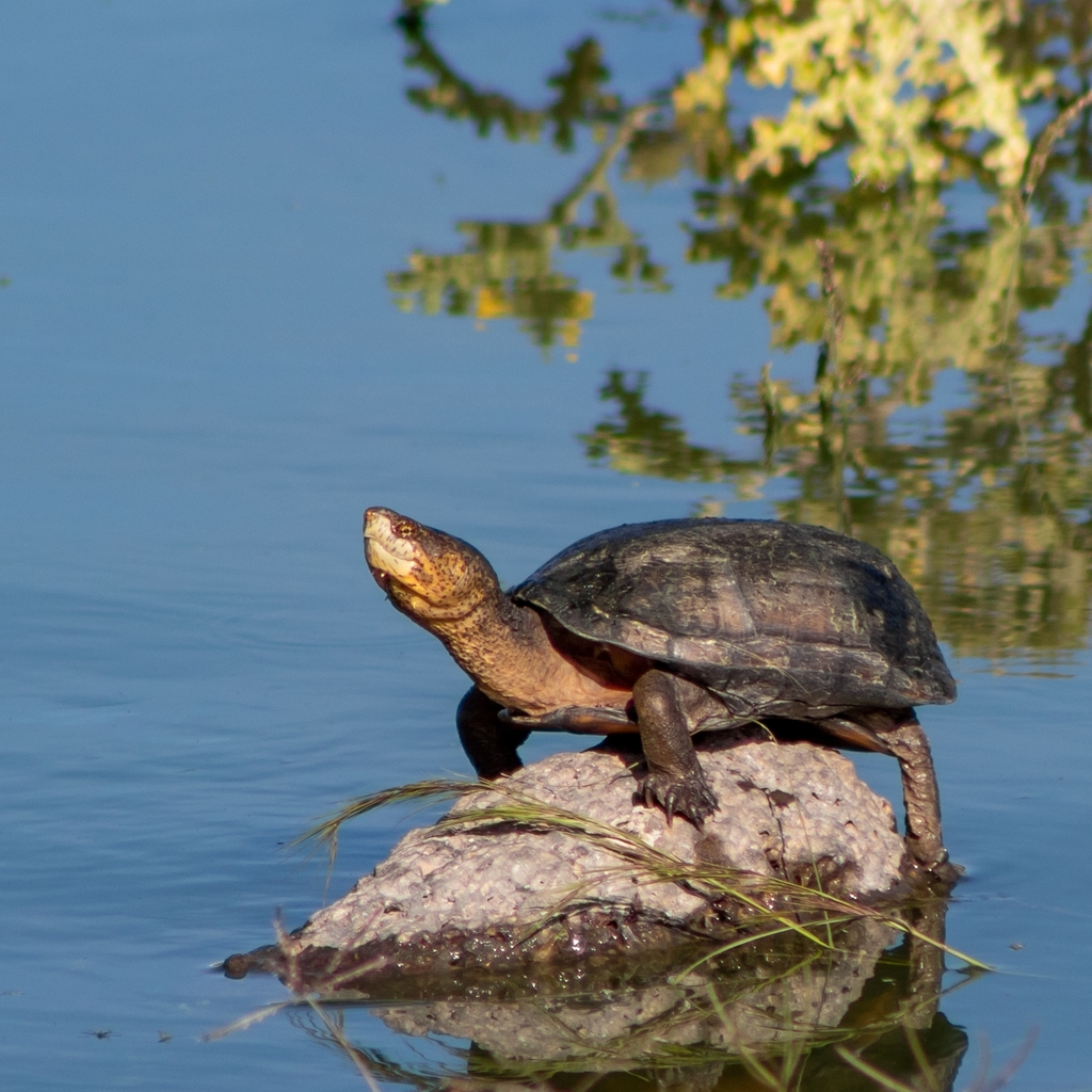 Mexican Mud Turtle from Presa Centenario on September 13, 2020 at 08:45 ...