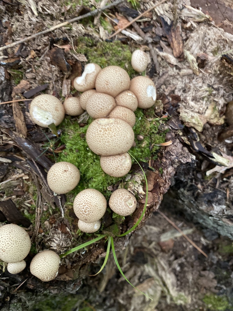 common puffball from Presque Isle Park, Marquette, MI, US on September ...
