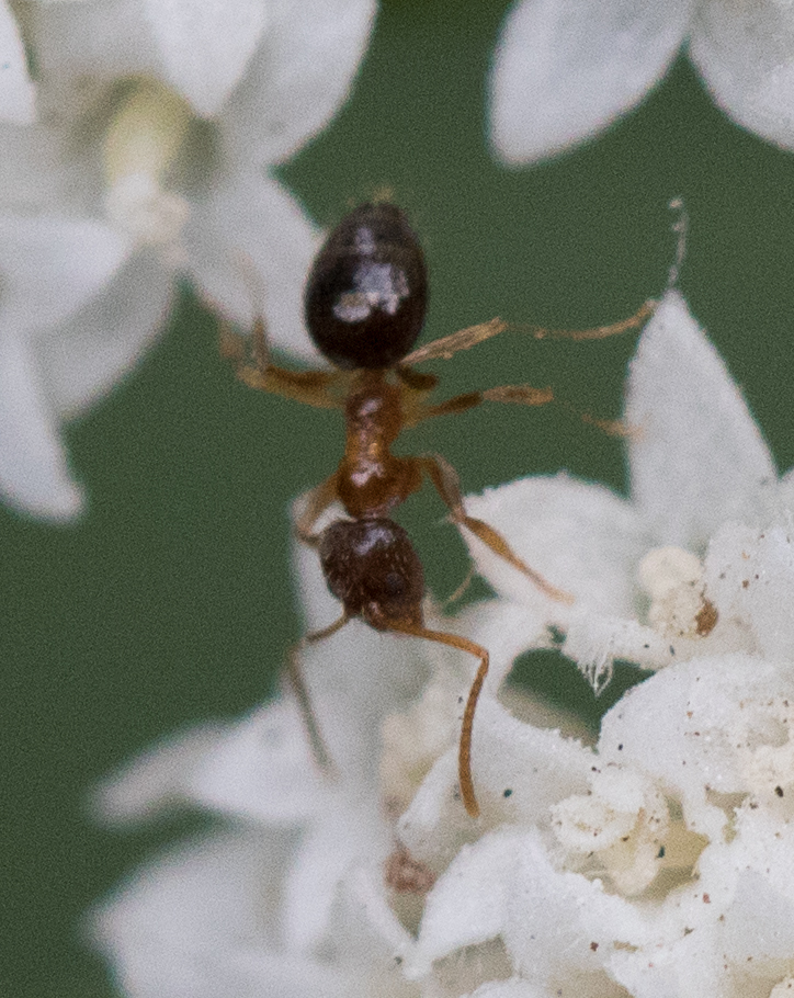 American Winter Ant from Brooklyn, NY, USA on September 25, 2020 at 02: ...