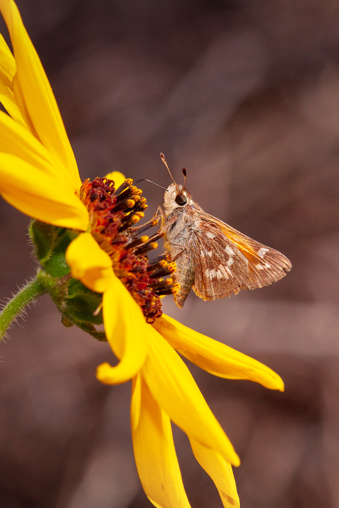 Sachems and Allies from Bubbling Ponds Preserve on September 20, 2020 ...