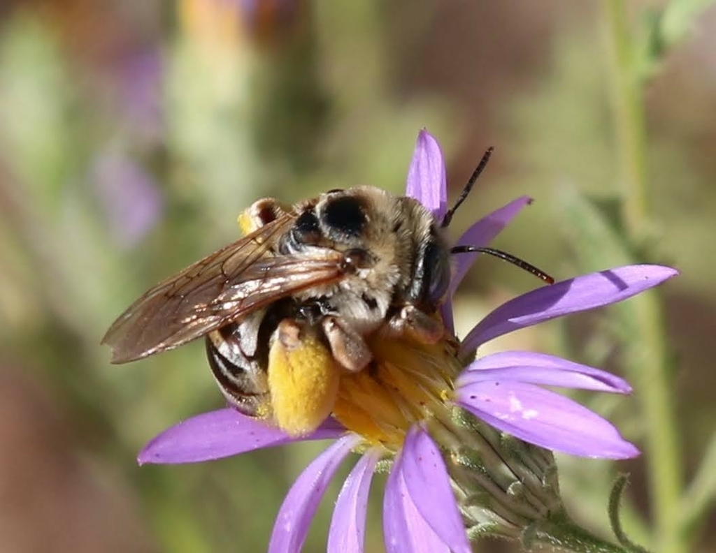 Texas Longhorn Bee from Sedona, AZ 86336, USA on September 25, 2020 at ...