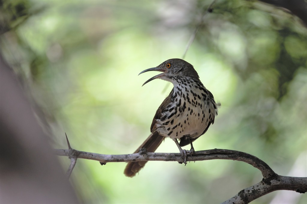 Long-billed Thrasher from Brewster County, TX, USA on June 1, 2013 at ...