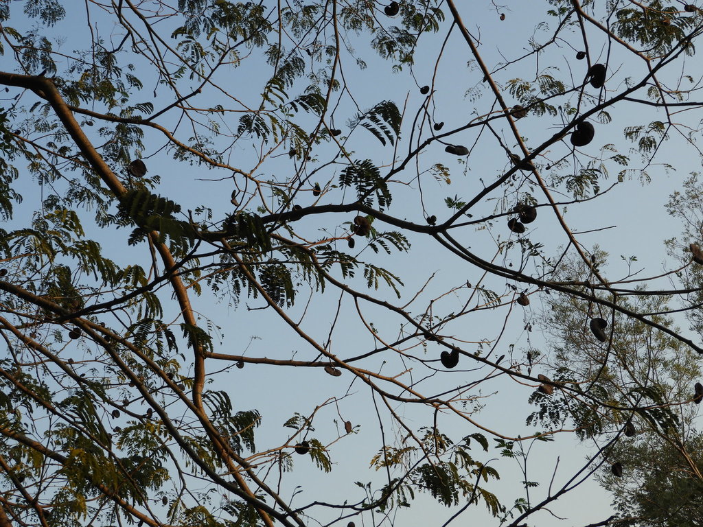 Pacara Earpod Tree from Bermejo, Formosa, Argentina on September 25 ...