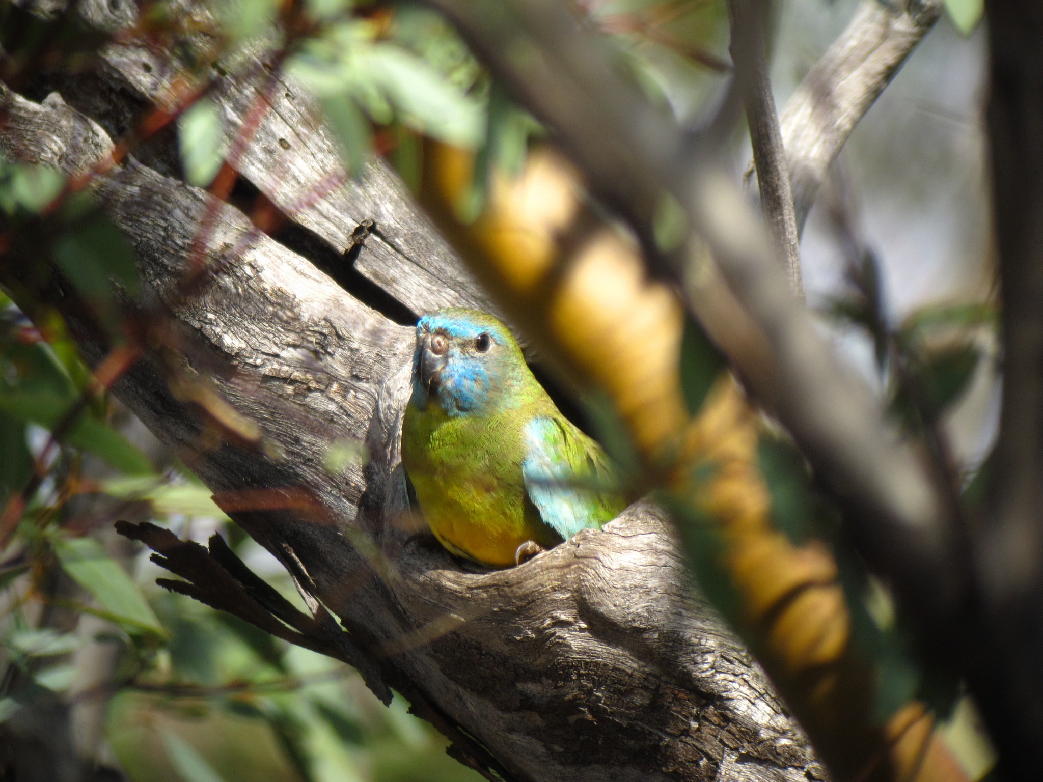 Neophema splendida (Gould, 1841)