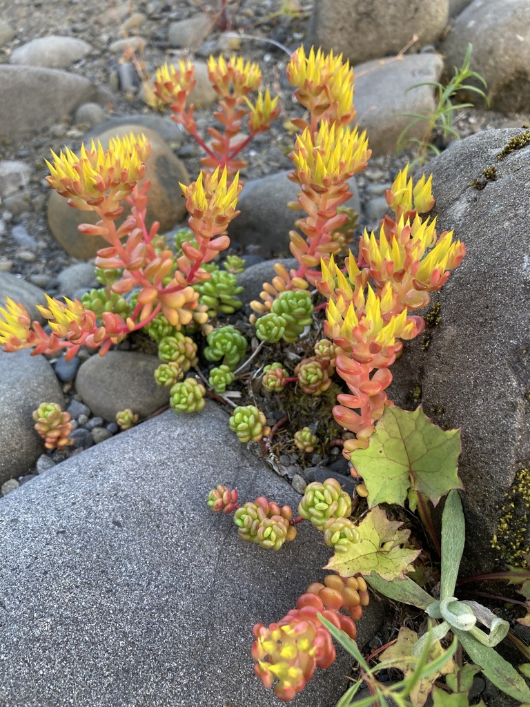 Oregon Stonecrop (Sedum oreganum) - Botanical Realm
