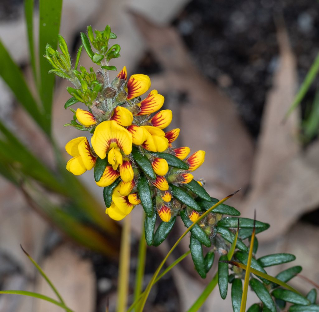 (Aotus) - Botanical Realm