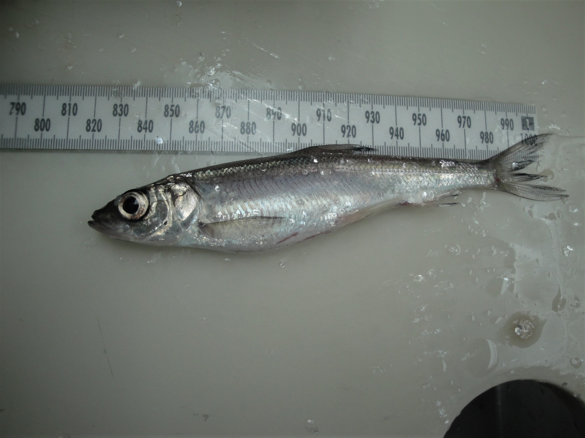 Coregonus kiyi (Koelz, 1921)