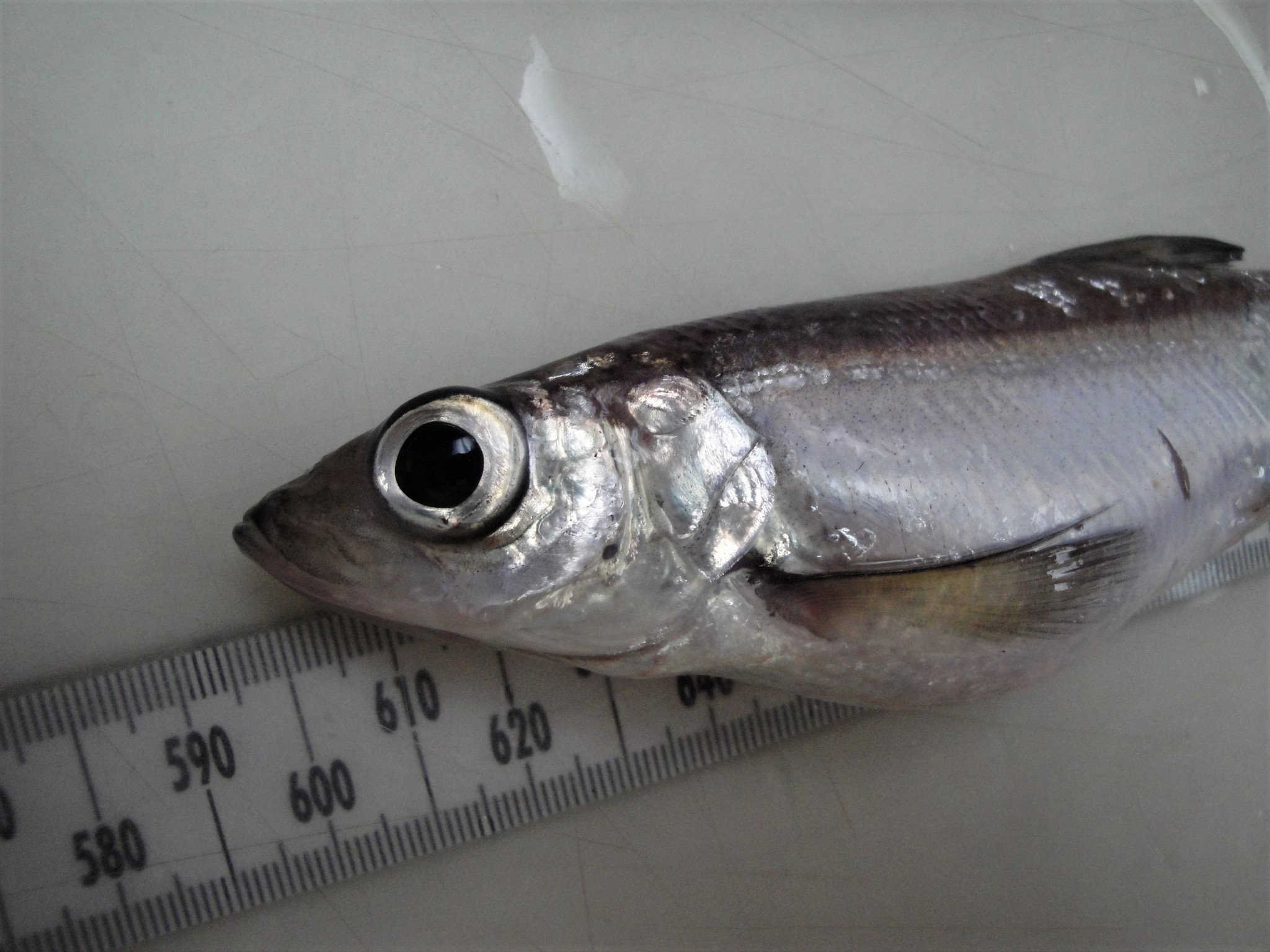 Coregonus kiyi (Koelz, 1921)