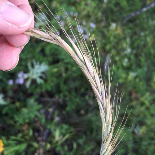 Slender wheat grass (Plants of Lone Mesa State Park) · iNaturalist