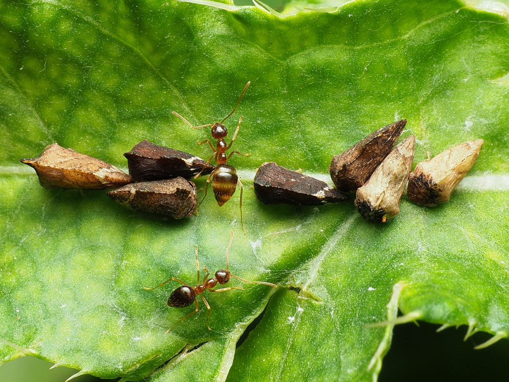 American Winter Ant from Montgomery, Maryland, United States on ...