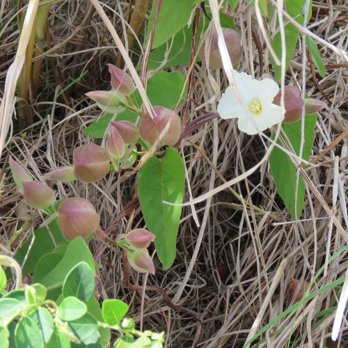Operculina riedeliana · iNaturalist