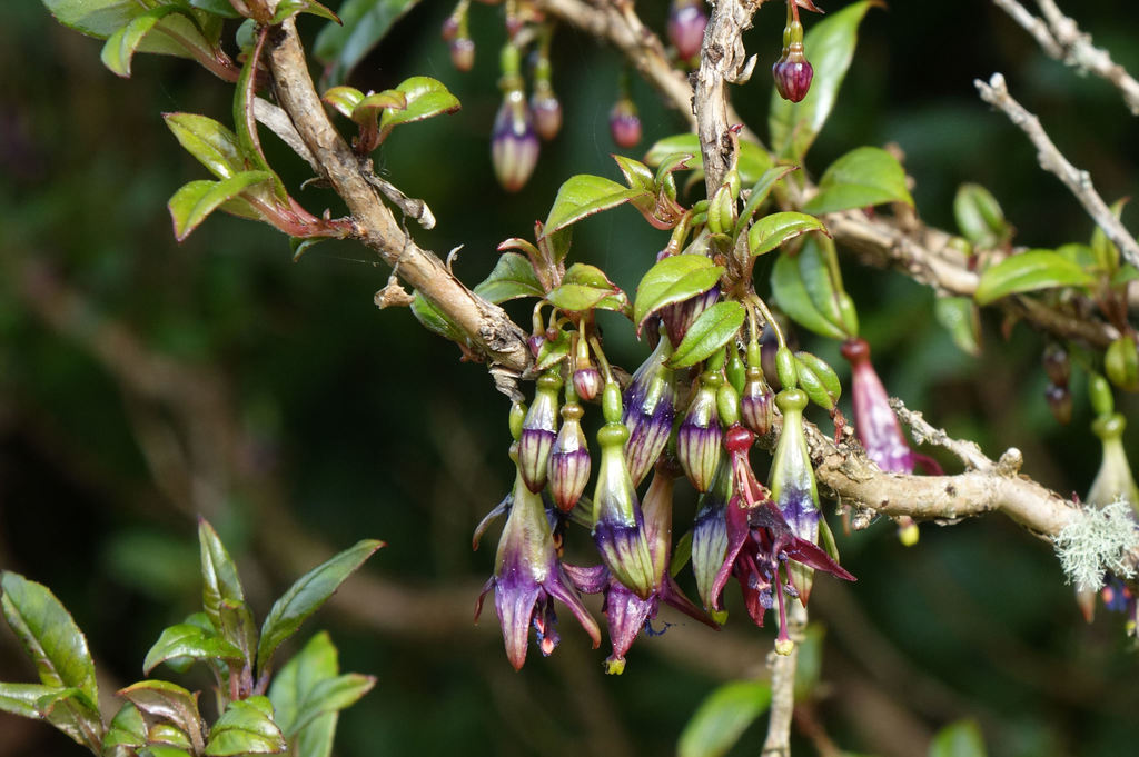 Kōtukutuku from Dunedin, New Zealand on September 26, 2020 at 01:31 PM ...