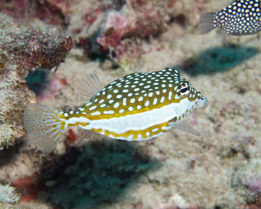 Whitley's Boxfish (Ostracion whitleyi) - Marine Life Identification