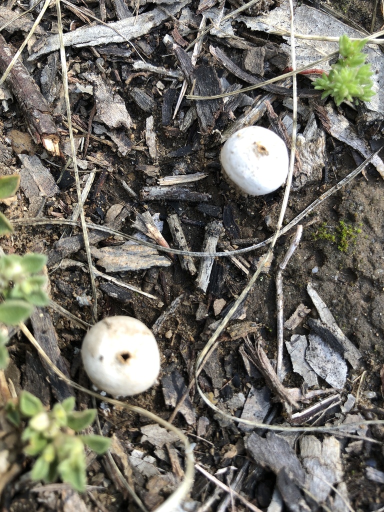 Stalked Puffballs from Player Avenue, St Peters, SA, AU on September 26 ...