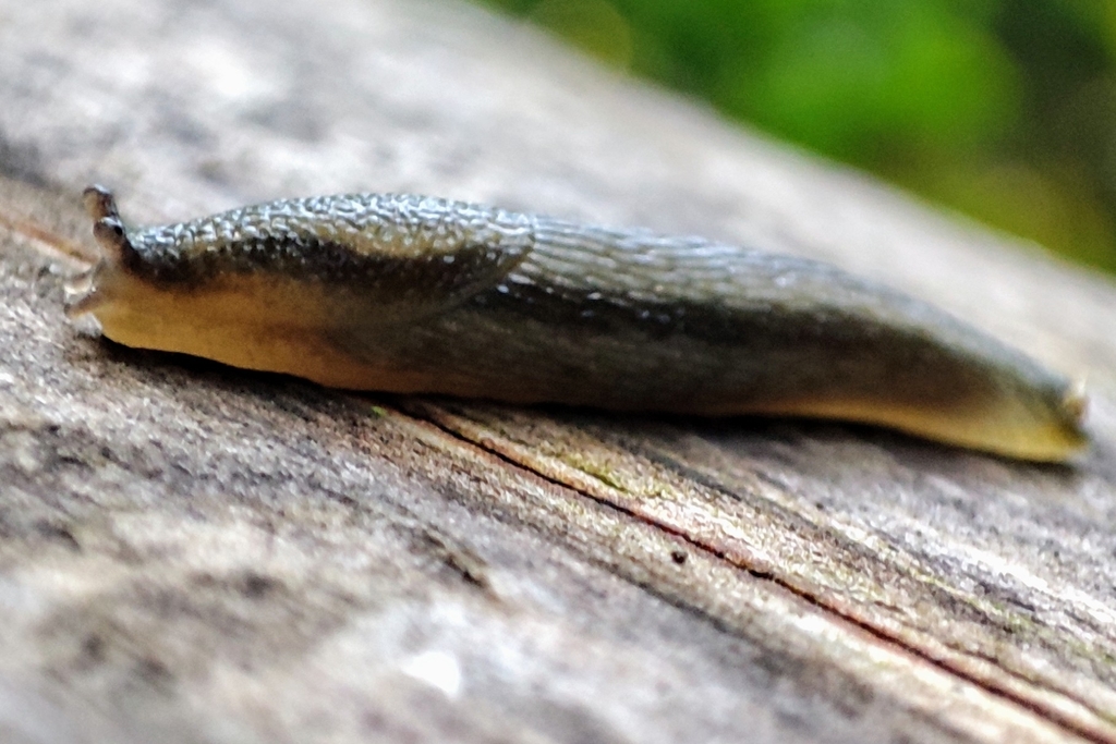 Arion Slugs from Surrey, BC V4A 1A3, Canada on September 25, 2020 at 05 ...