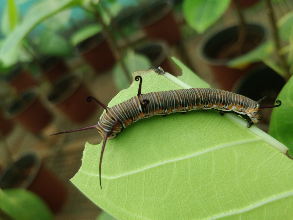 Common Crow Butterfly from Pimpri-Chinchwad on September 26, 2020 at 11 ...