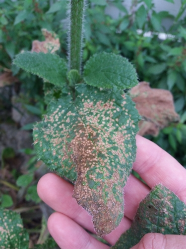 Entyloma serotinum · iNaturalist