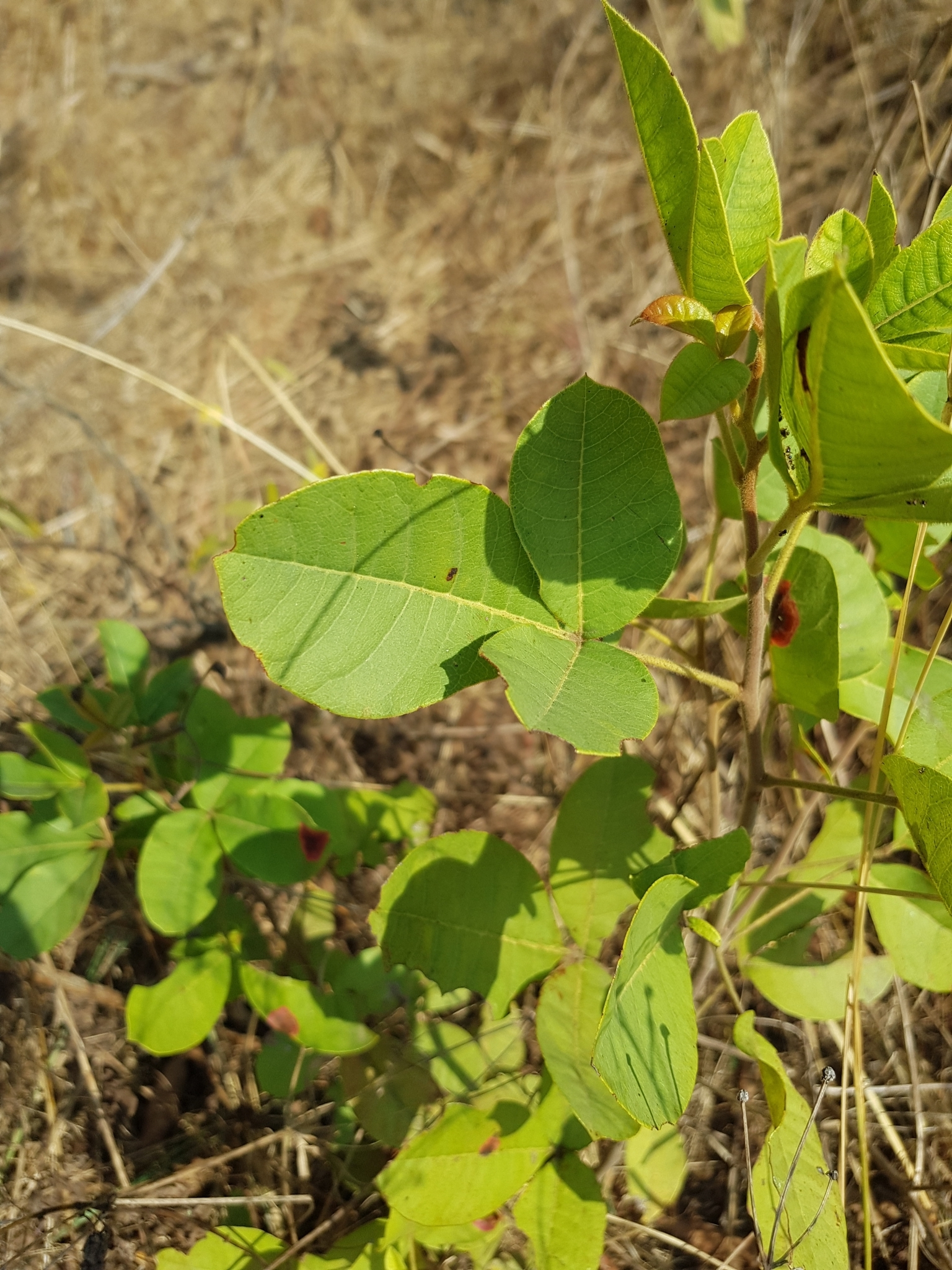 Searsia longipes (Engl.) Moffett