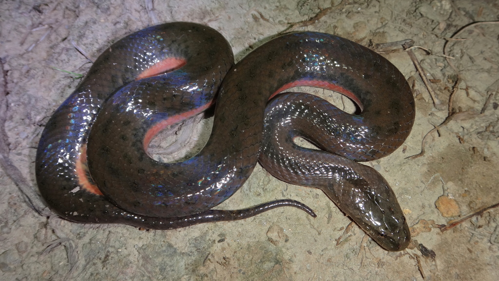Chinese Water Snake from Tin Liu Ha, Lam Tsuen, NT, HK on August 12 ...