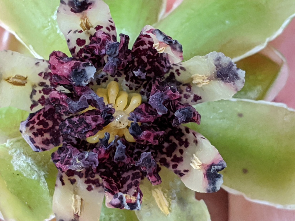 austrobaileya family (Austrobaileyaceae) - Botanical Realm