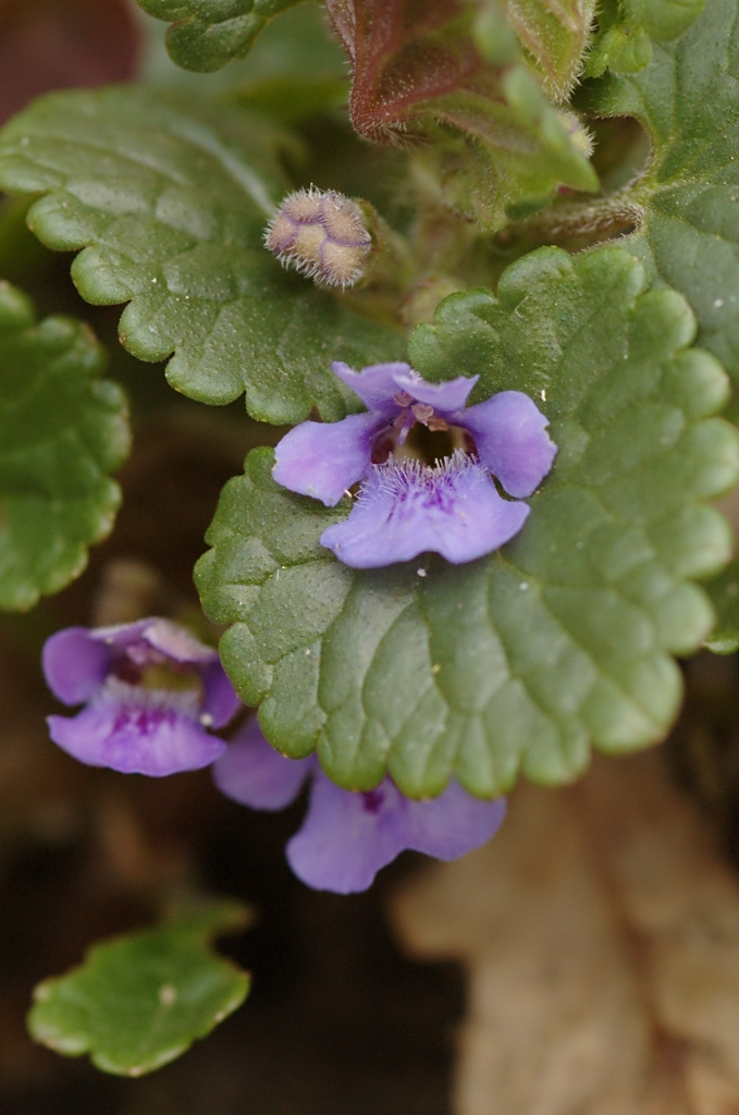 ground-ivy from Olmen - Belgium on April 04, 2009 at 11:24 AM by ...