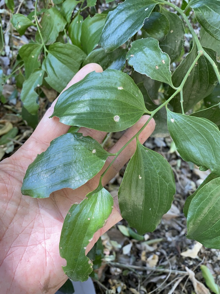 Broad Leaved Native Cherry from Beaudesert - Pt C, Queensland ...