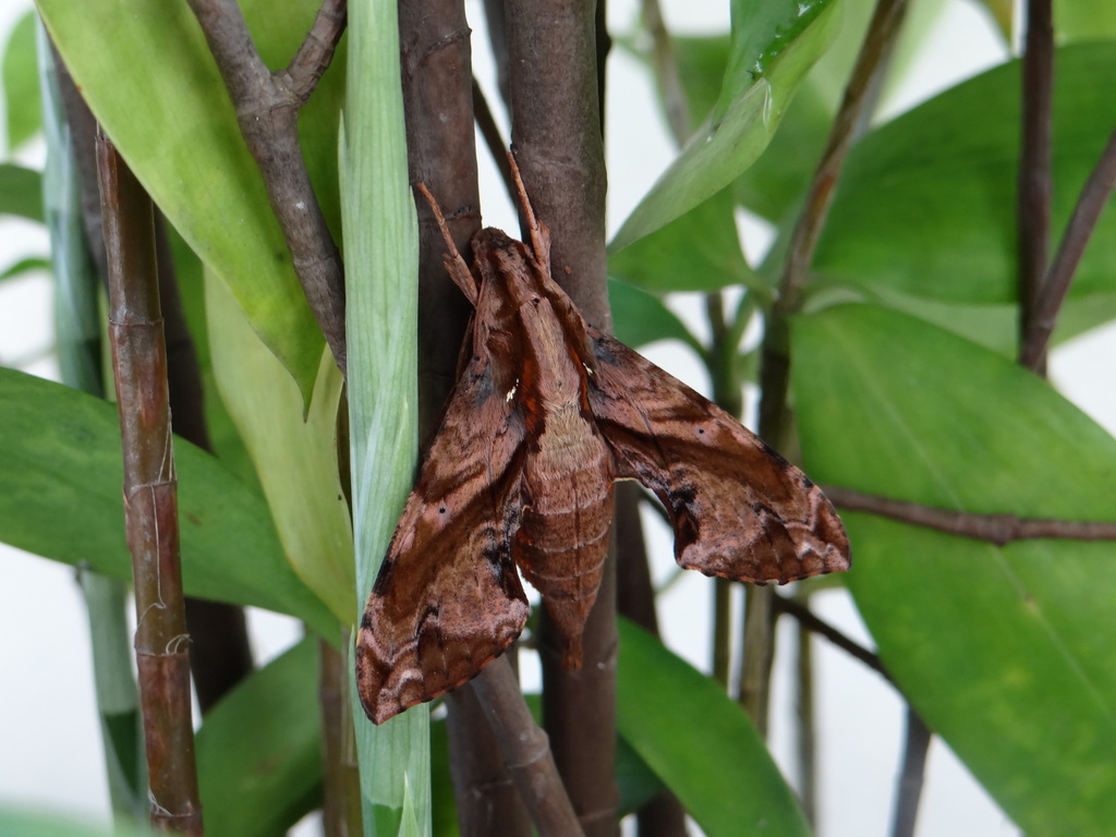 Eupanacra elegantulus (Moths of Singapore) · iNaturalist