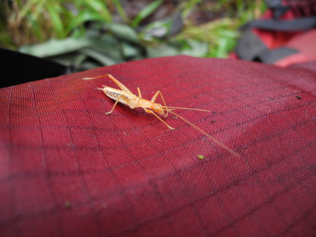 Leptogryllus nigromaculatus from Upper Limahuli Preserve - Upper ...