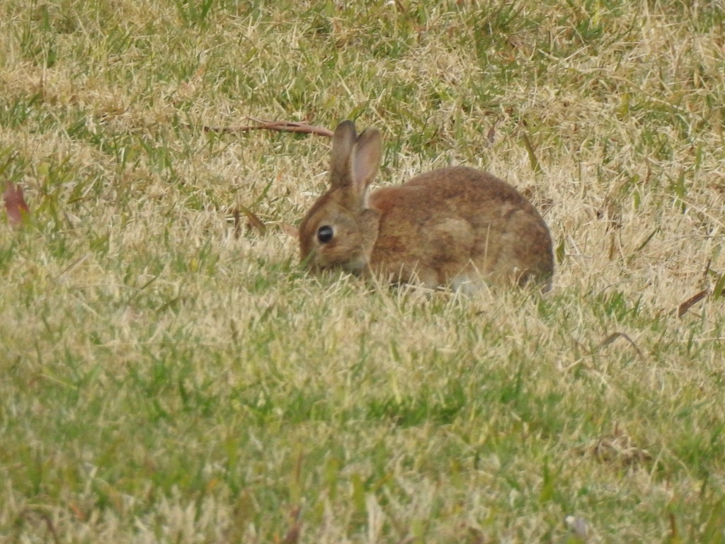 European Rabbit from Tirhatuan Wetlands, Rowville, Victoria, Australia ...