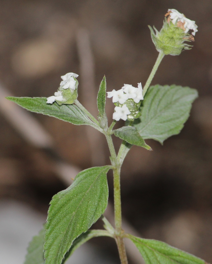 White Lantana from San Nicolás Tolentino, S.L.P., México on July 26 ...