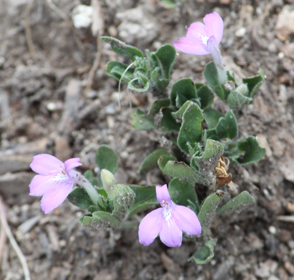 Gregg's tube tongue from San Nicolás Tolentino, S.L.P., México on July ...