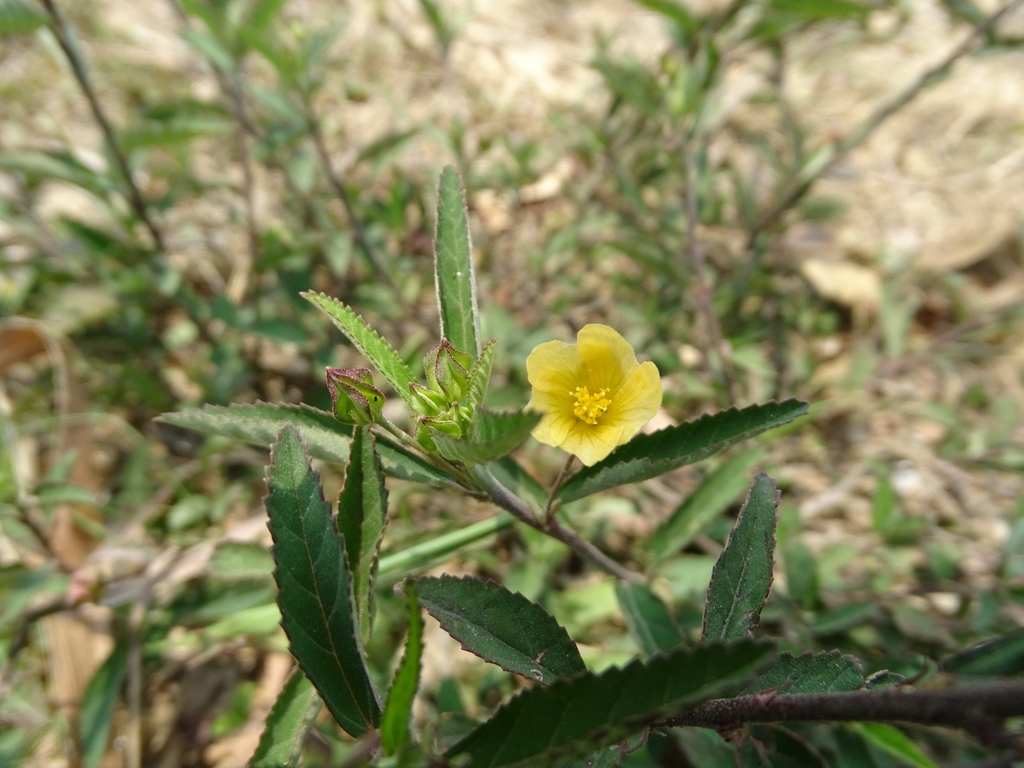 spreading sida from Tripura by Ashish Soni · iNaturalist