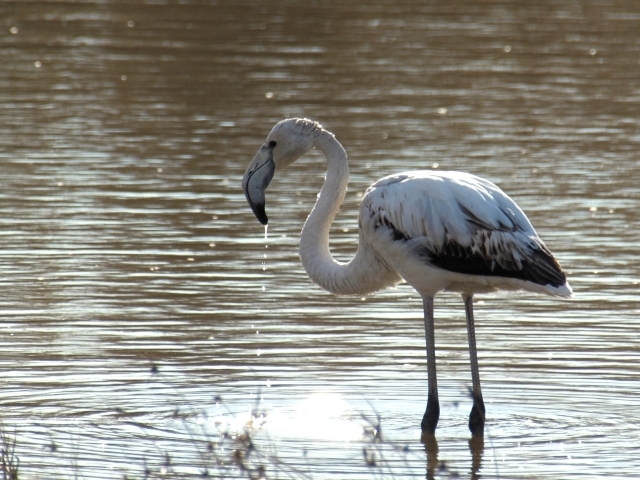 Greater Flamingo from Viladecans, Catalonia, Spain on February 11, 2012 ...