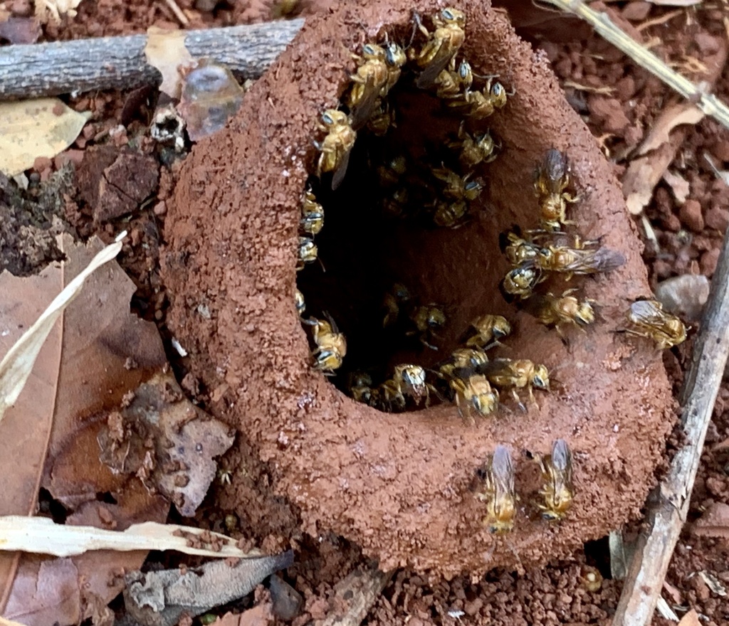 Testaceous Partamona (Hymenoptera of Loreto, Peru) · iNaturalist