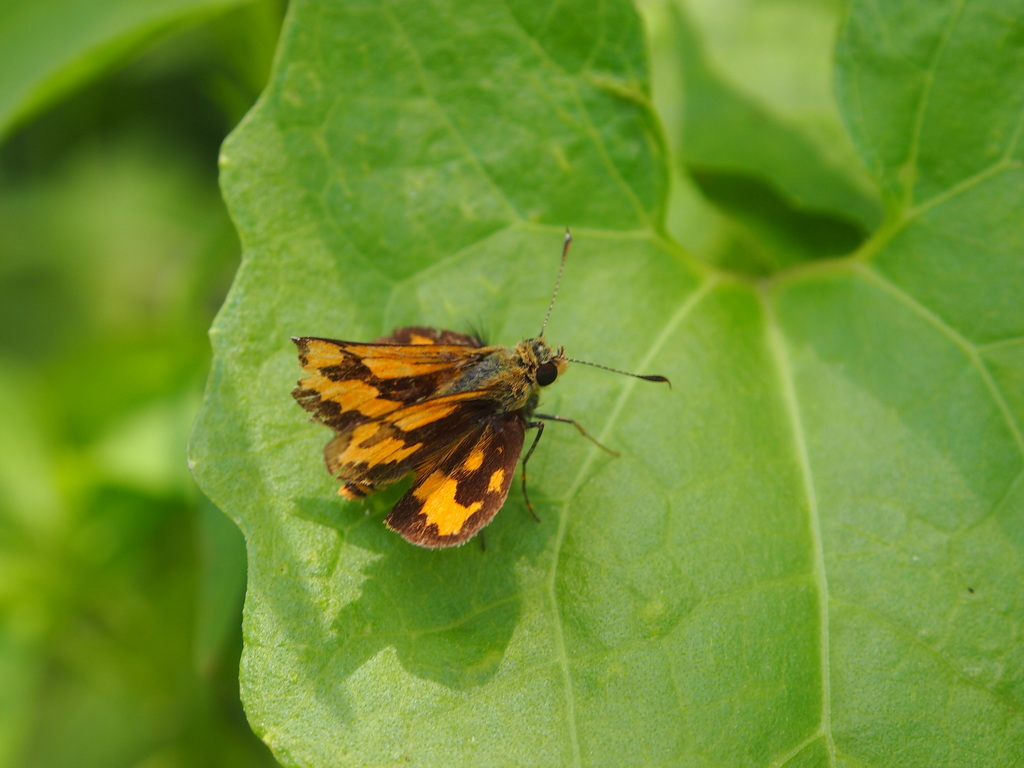 Yellow Band Dart (Butterflies of Kerala) · iNaturalist