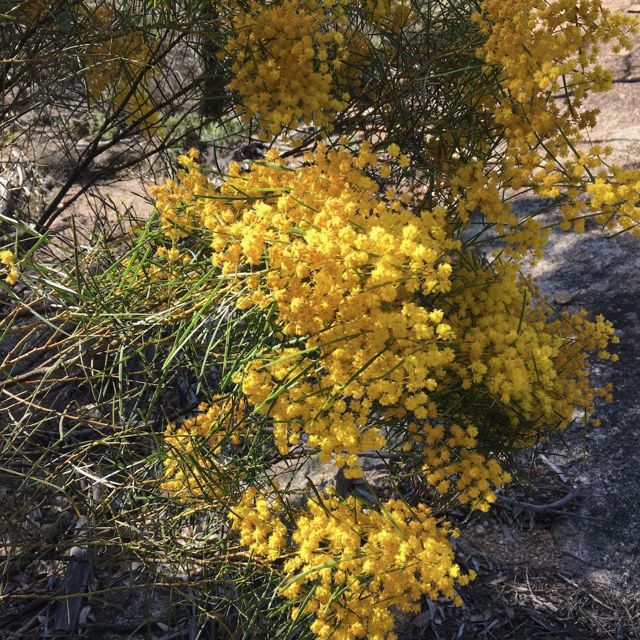 Acacia adunca A.Cunn. ex G.Don