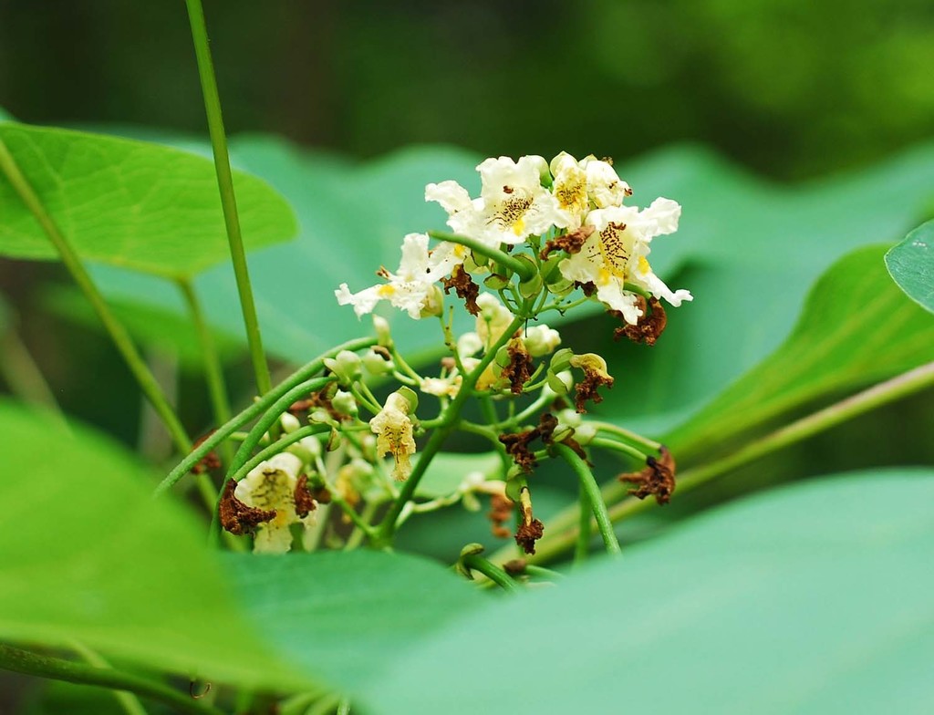 Chinese Catalpa (Trees of Massachusetts) · iNaturalist