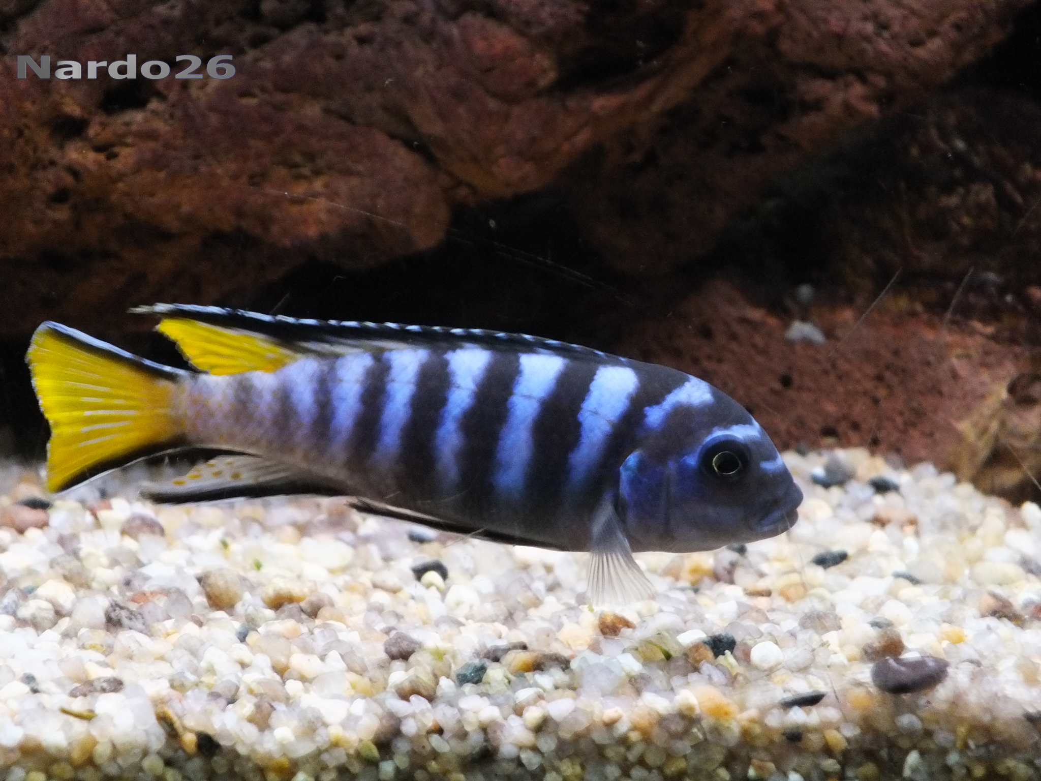 Pseudotropheus Elongatus Likoma