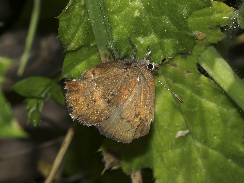 Moss's Elfin (Butterflies on San Bruno Mountain) · iNaturalist Mexico