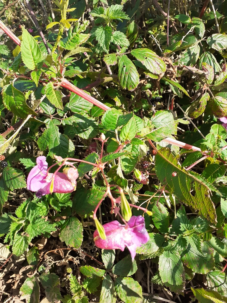 Himalayan balsam from Brendon Manor Stables, Brendon Manor, Lynton EX35 ...