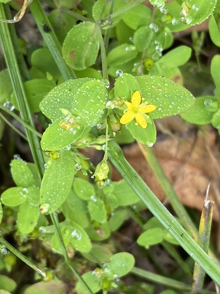 Dwarf St. John's Wort in September 2020 by Robert Levy · iNaturalist