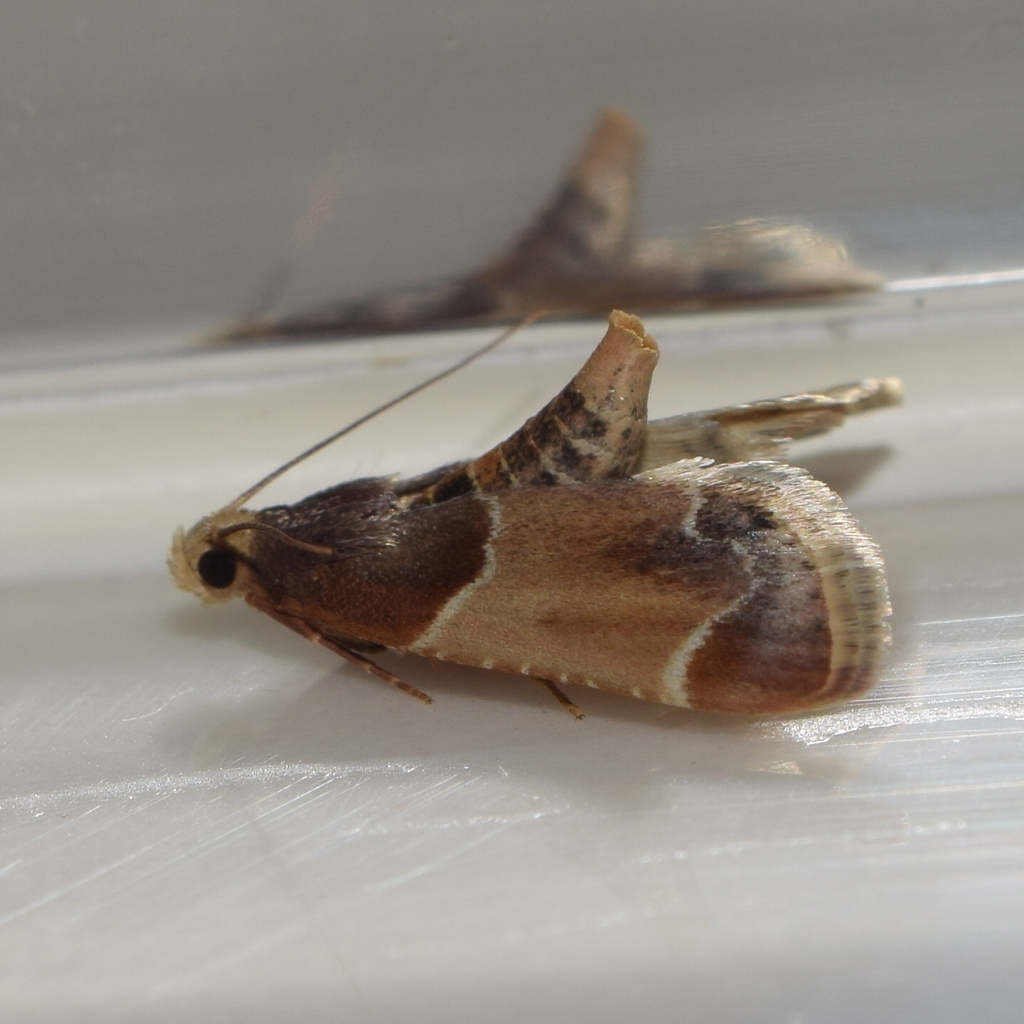 Meal moth in September 2020 by Grant Wang · iNaturalist