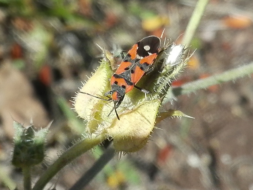 Black-and-Red Bug from Oeiras, Portugal on September 26, 2020 at 01:09 ...